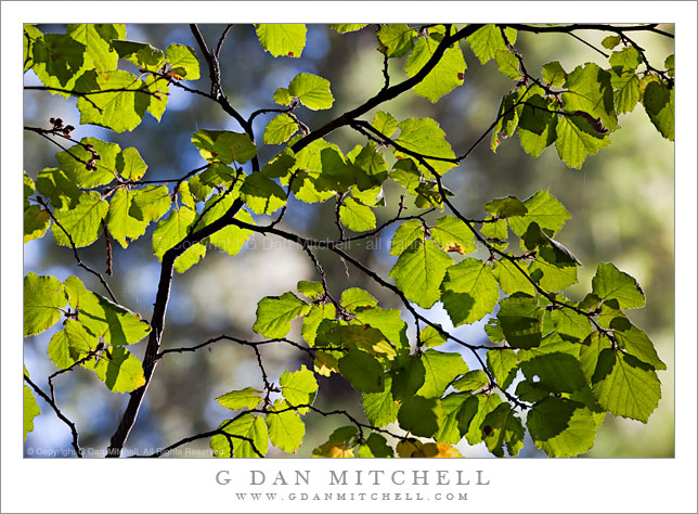Red Alder Leaves, Autumn | G Dan Mitchell Photography