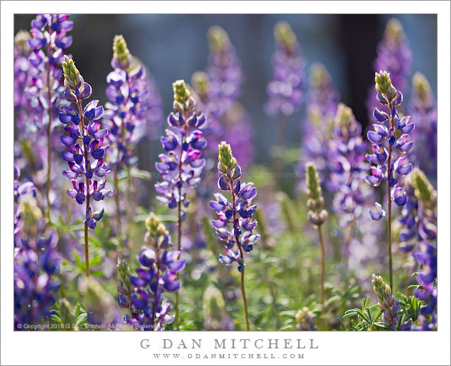 G Dan Mitchell Photograph: Lupine, Sierra Nevada - Yosemite National ...