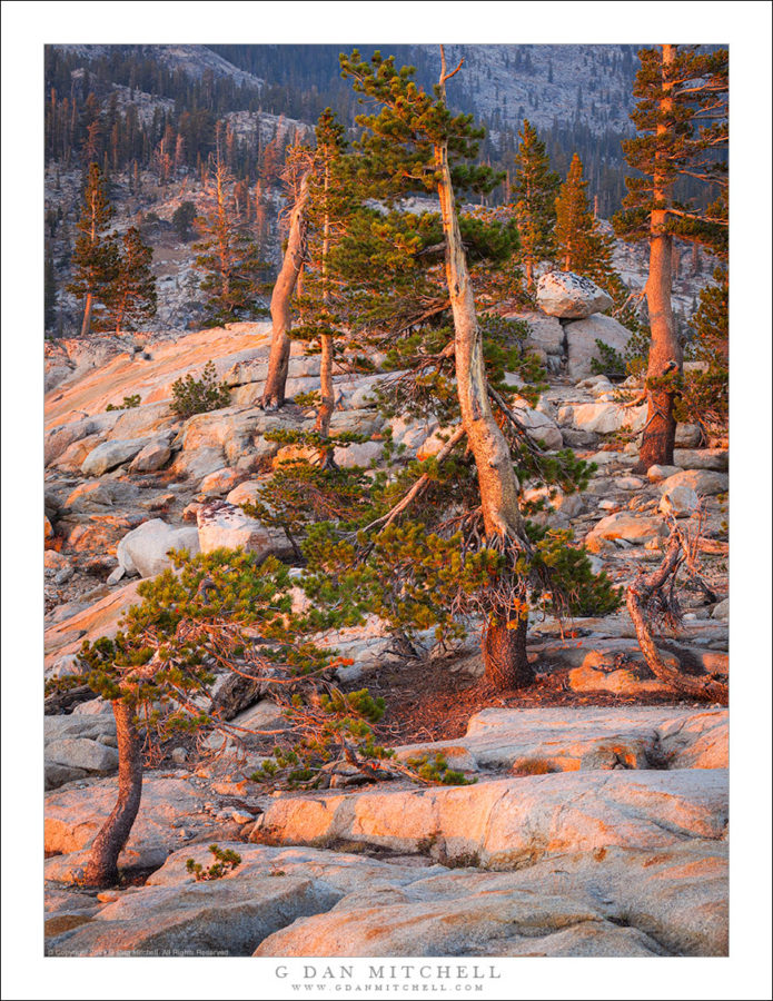 Trees, Blood-Red Sunset Light | G Dan Mitchell Photography